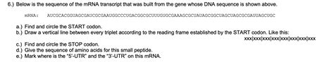 [solved] 6 Below Is The Sequence Of The Mrna Transcrip