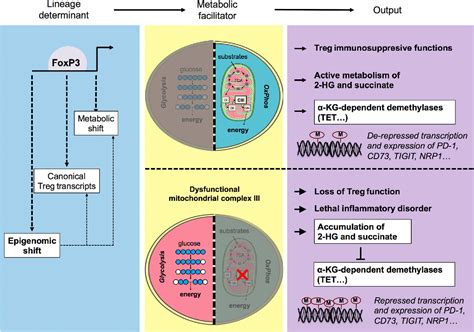 Figure 1 From Regulatory T Cells Under The Mercy Of Mitochondria Semantic Scholar