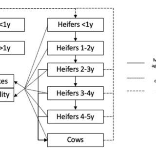 Model Framework Representing The Relationships Between Annual Age Sex Download Scientific