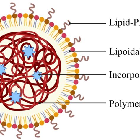 The Structure Of Lipid Polymer Hybrid Nanoparticles With Inner Polymer Download Scientific