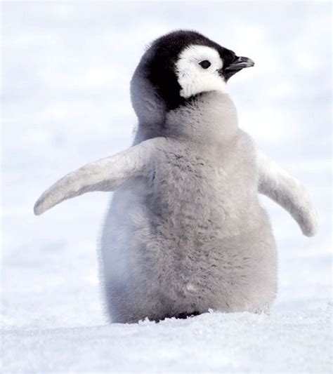 황제펭귄 님 다크나이트 팜 후기