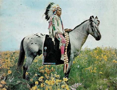 Lhistoire De Lappaloosa