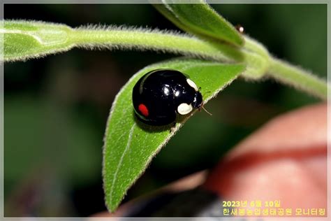 식물 위의 무당벌레