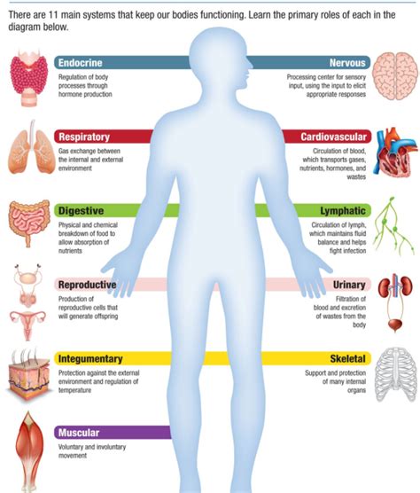 Discovery Education Unit 3 Human Body Systems Diagram Quizlet