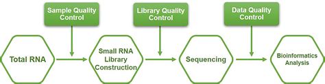 Small Non Coding Rna Sequencing Service Rna Seq Profiling Service