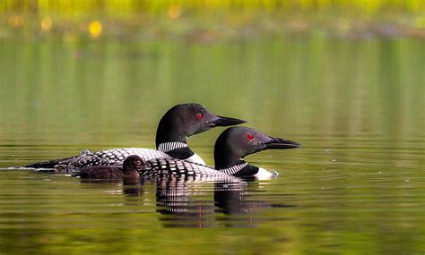 Common Loon Audubon Field Guide