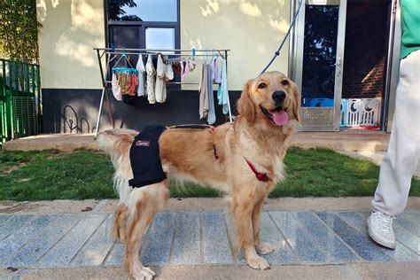 What You Need To Know About Hip Dysplasia？ Lovepluspet