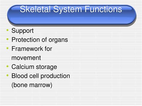 PPT Skeletal System Functions PowerPoint Presentation Free Download ID