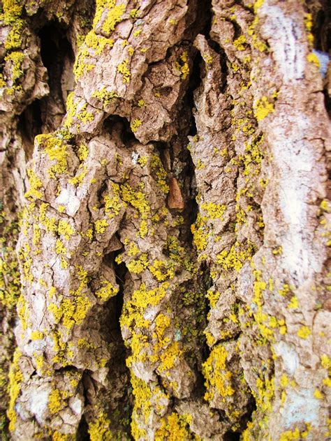 Unstuffed The Tree Year Bark Life Part I