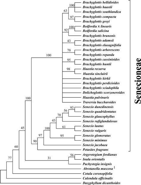 Strict Consensus Tree From Combined Analysis Of Its And 5 Trnkmatk