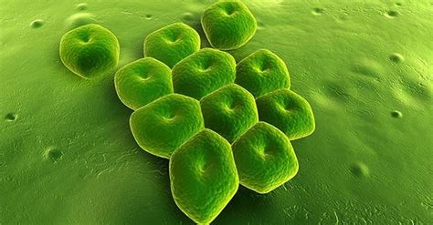 Biochemical Test Of Acinetobacter Baumannii