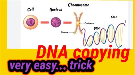 Dna Copying Class 10 Chapter 8 How Do Organism Reproduce Youtube