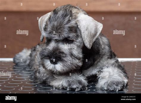 A Small Bearded Miniature Schnauzer Puppy Lying On A Grooming Table