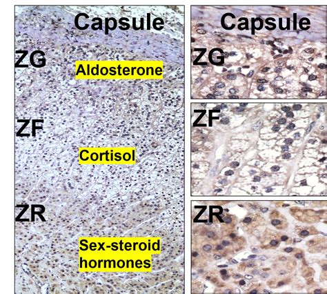 Adrenal Gland Function What Do The Adrenal Glands Do Adrenal Gland Function What Do The Adrenal Glands Do