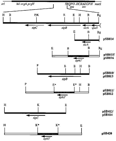Partial Restriction Endonuclease Maps Of The Inserts Of Relevant