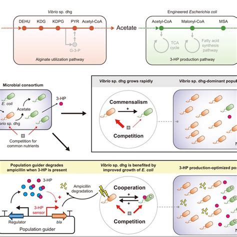 Overall Strategy Of Genetic Circuit Guided Acclimation Of The Microbial Download Scientific