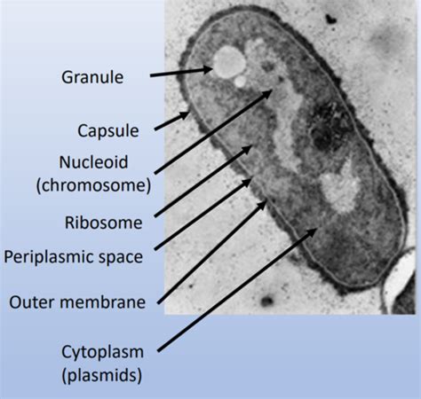Sturcture And Cell Cycle Of Bacteria Flashcards Quizlet