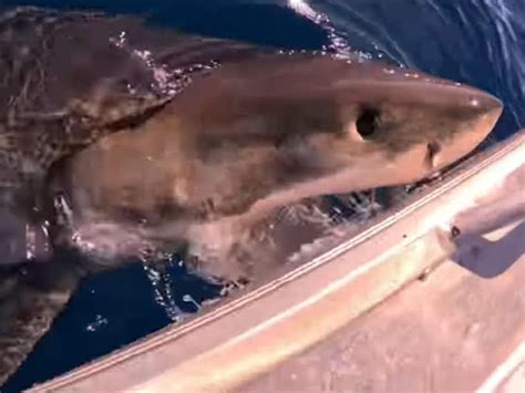 Mooloolaba Sunshine Coast Shark Footage Of Moment A Great White Shark