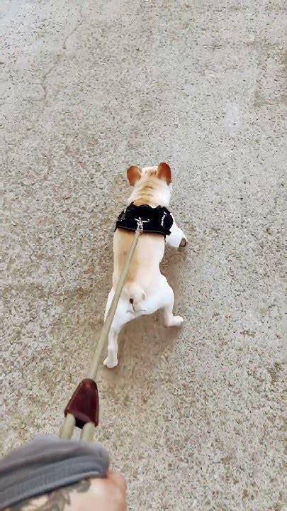 франц бульдог мишка Youtube