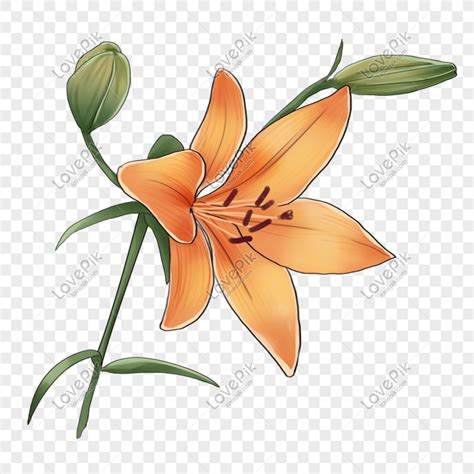 손으로 그린 노란색 꽃 그림 Png 일러스트 무료 다운로드 Lovepik