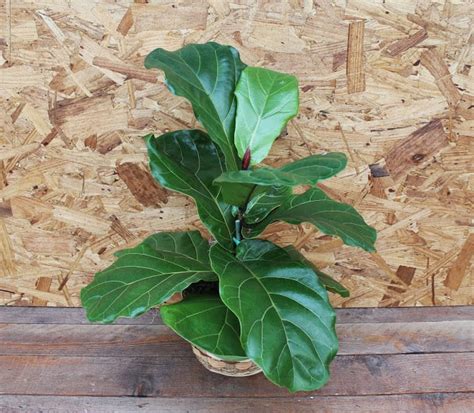 Fiddle Leaf Ficus Out Floral Arrangement In Austin Tx Ben White Florist