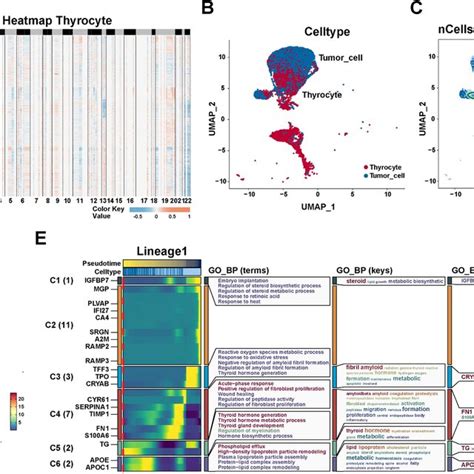 The Crosstalk Between Tumor Cells And Other Cells A Heatmap Shows The