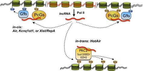 Long Non Coding Rna Mediated Chromatin Remodeling The Lncrnas Download Scientific Diagram