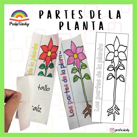 Las Partes De Una Planta Las Partes De La Planta