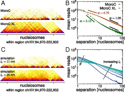 Nucleosome Positions Alone Can Be Used To Predict Domains In Yeast Chromosomes Pnas