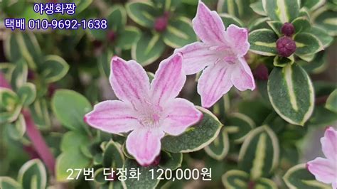 레윈시아 완성분뉴질랜드쥐손이큰애기나리묘이고사리야생화짱 2023년 4월 25일 Youtube