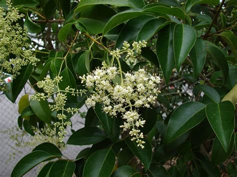 Ligustrum Lucidum Plantright