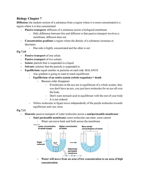 Equilibrium Biology Diffusion
