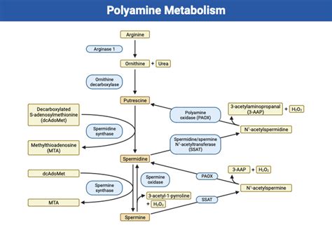 Polyamine Metabolism Biorender Science Templates