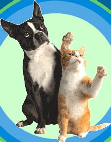 Funny Dog And Cat 