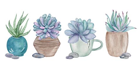 냄비에 다육 식물이있는 수채화 손으로 그린 일러스트 세트 직물 엽서 결혼식 또는 인사말 카드 책 포스터 티셔츠 배너 엠블럼 로고에 대한 수채화 그래픽 그림 격리된 개체입니다