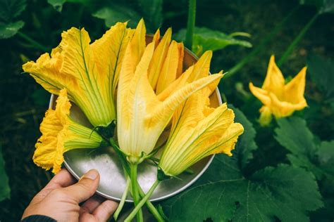 Zucchini Flower Recipes 20 Reasons To Pick Squash Blossoms