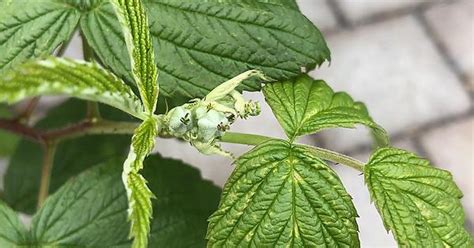 Raspberry Buds Album On Imgur