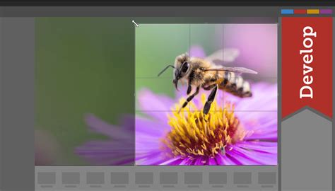 Infographic How To Crop Photos Learn Photography By Zoner Studio