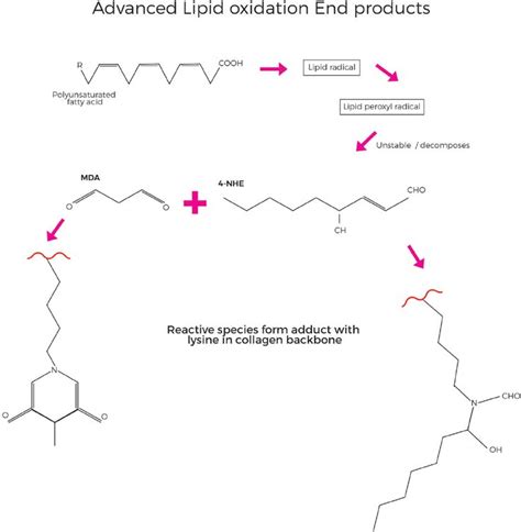 Skin Collagen Through The Lifestages Importance For Skin Health And Beauty Skin Collagen