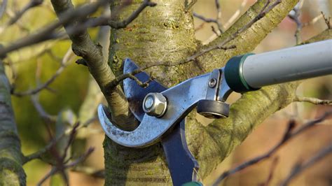 How And When To Prune Your Ash Trees To Keep Them Happy And Healthy