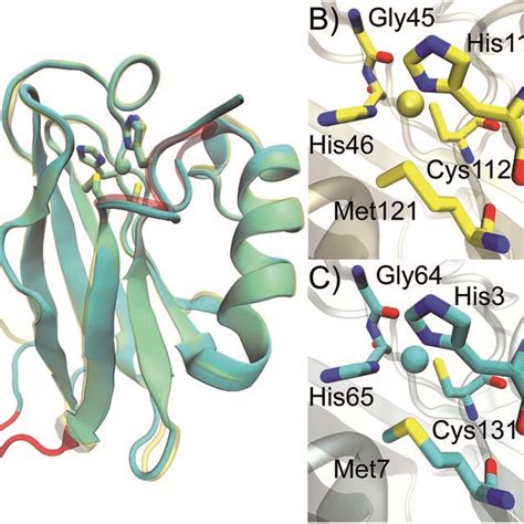 Crystal Structure Of Az Loop Overlay Of Crystal Structure Of Wt Az