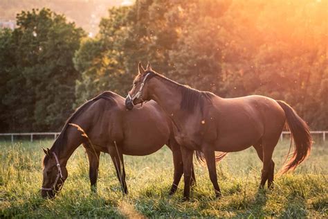24 Fascinating Horse Facts Every Animal Lover Should Know A Z Animals
