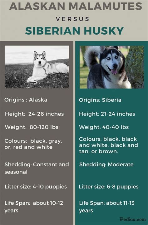 Difference Between Alaskan Malamute And Siberian Husky