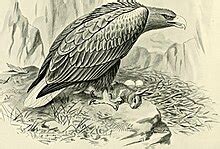 Pokarm Bielika Wikipedia Wolna Encyklopedia