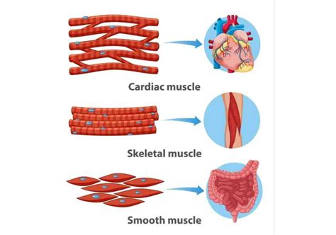 Types Of Cells Part 2 Master Medical Terms