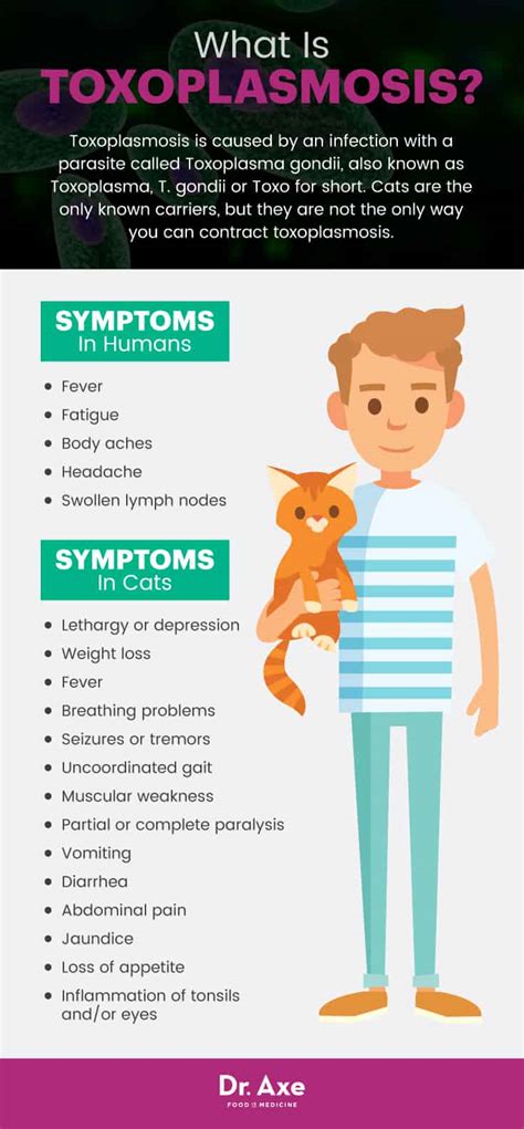 Toxoplasmosis Symptoms 8 Natural Treatments Dr Axe