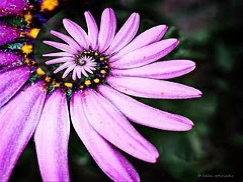 Fibonacci Sequence Ppt