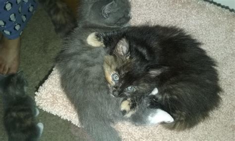 Tiny Shiny Eyes Raww