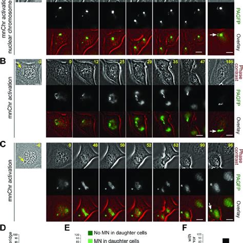High Rates Of Chromosome Segregation Errors In Mned Cells A B