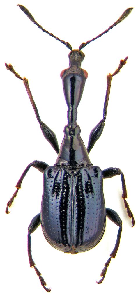 Трубковерт Cycnotrachelus coloratus Faust (Attelabidae) - атлас жуков ...